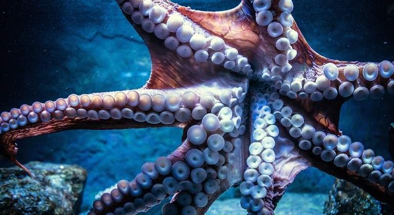 LOS PULPOS TIENEN UN CEREBRO EN CADA TENTÁCULO