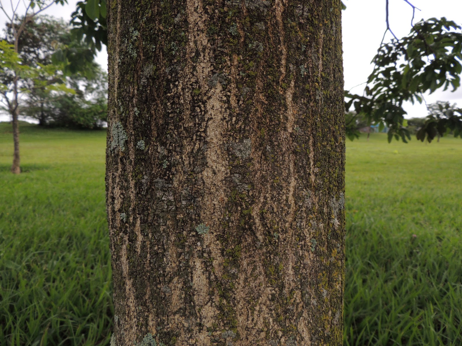 Fabaceae - Leguminosae: Fabaceae - Lonchocarpus cultratus (Vell.) A.M.G ...
