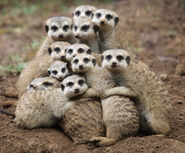 Cute!: Meerkat family photo!