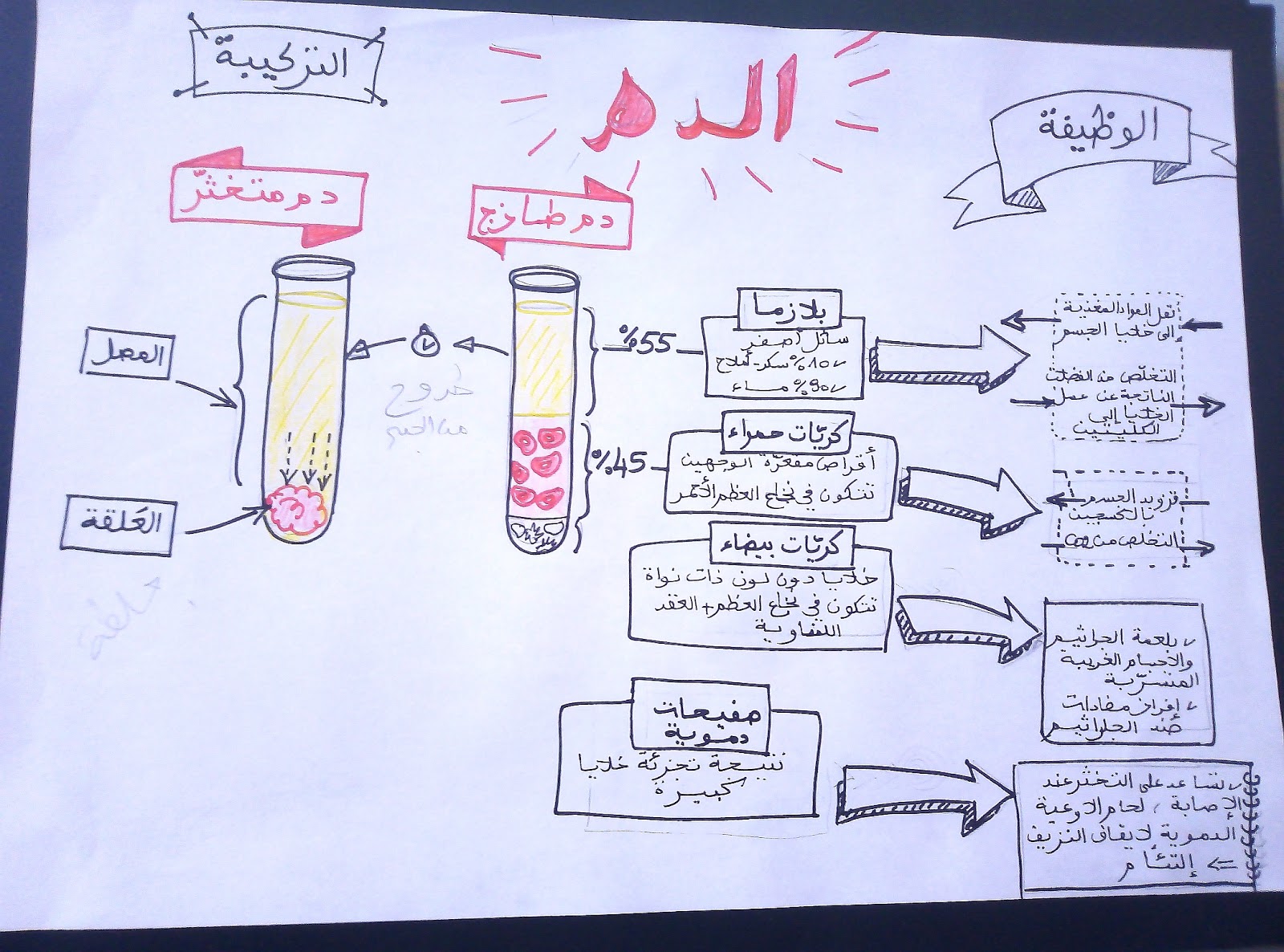 Didondouda: Sciences en sketchnote:le sang et l alimentation