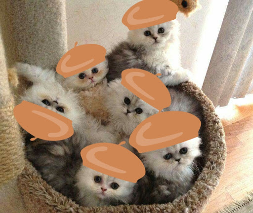 ANIMALS TIME : Cat edited time (hora del gato editado) Gallery 3