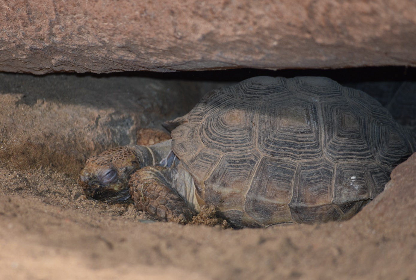 ZOOTOGRAFIANDO (6.096 ANIMALS): TORTUGA DE TEXAS / TEXAS GOPHER ...