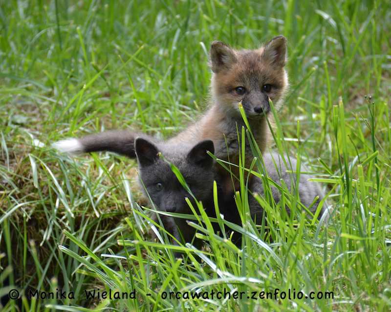 Orca Watcher: "The Cutest Thing I've Ever Seen" - Baby Foxes