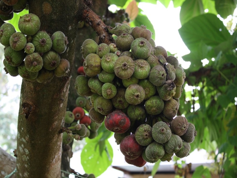 Buah Ara Atau Buah Tin