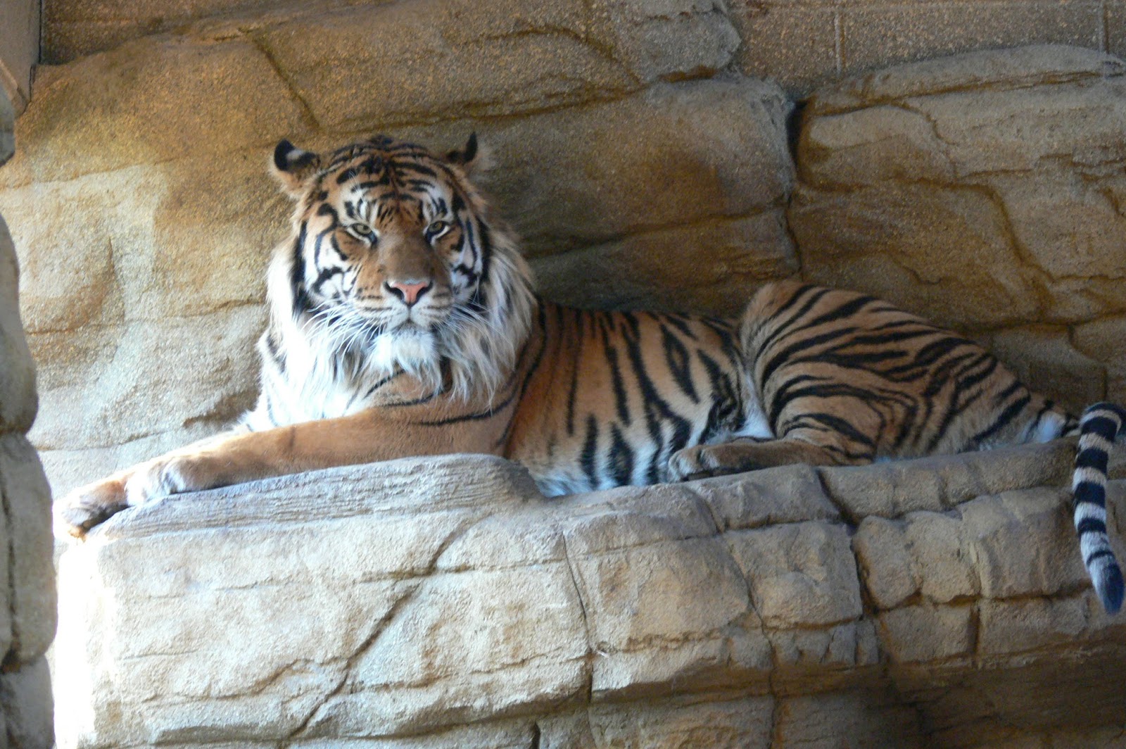 Tigers Life: ZSL London Zoo - Tiger Territory