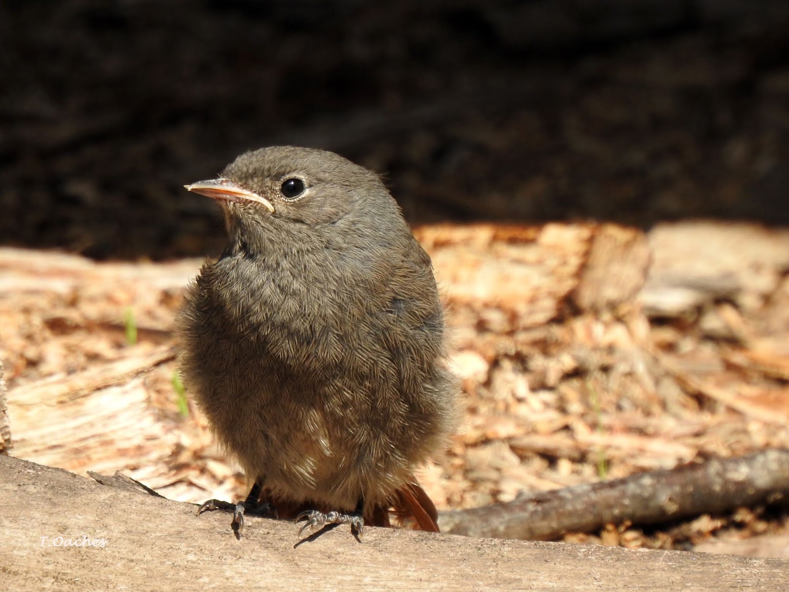 PASARI DIN ROMANIA: CODROS DE MUNTE (1), Phoenicurus ochruros