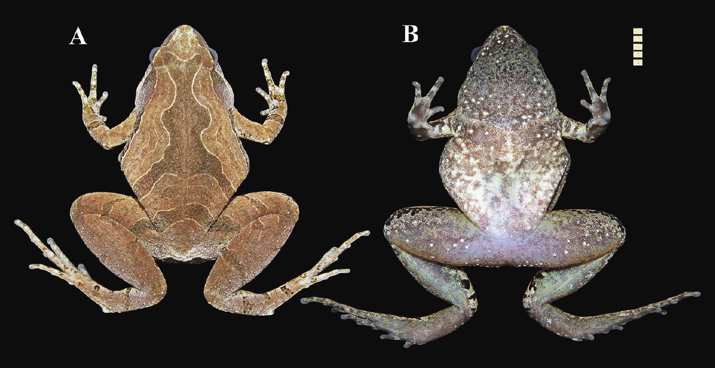 Species New to Science: [Herpetology • 2020] Microhyla kuramotoi ...