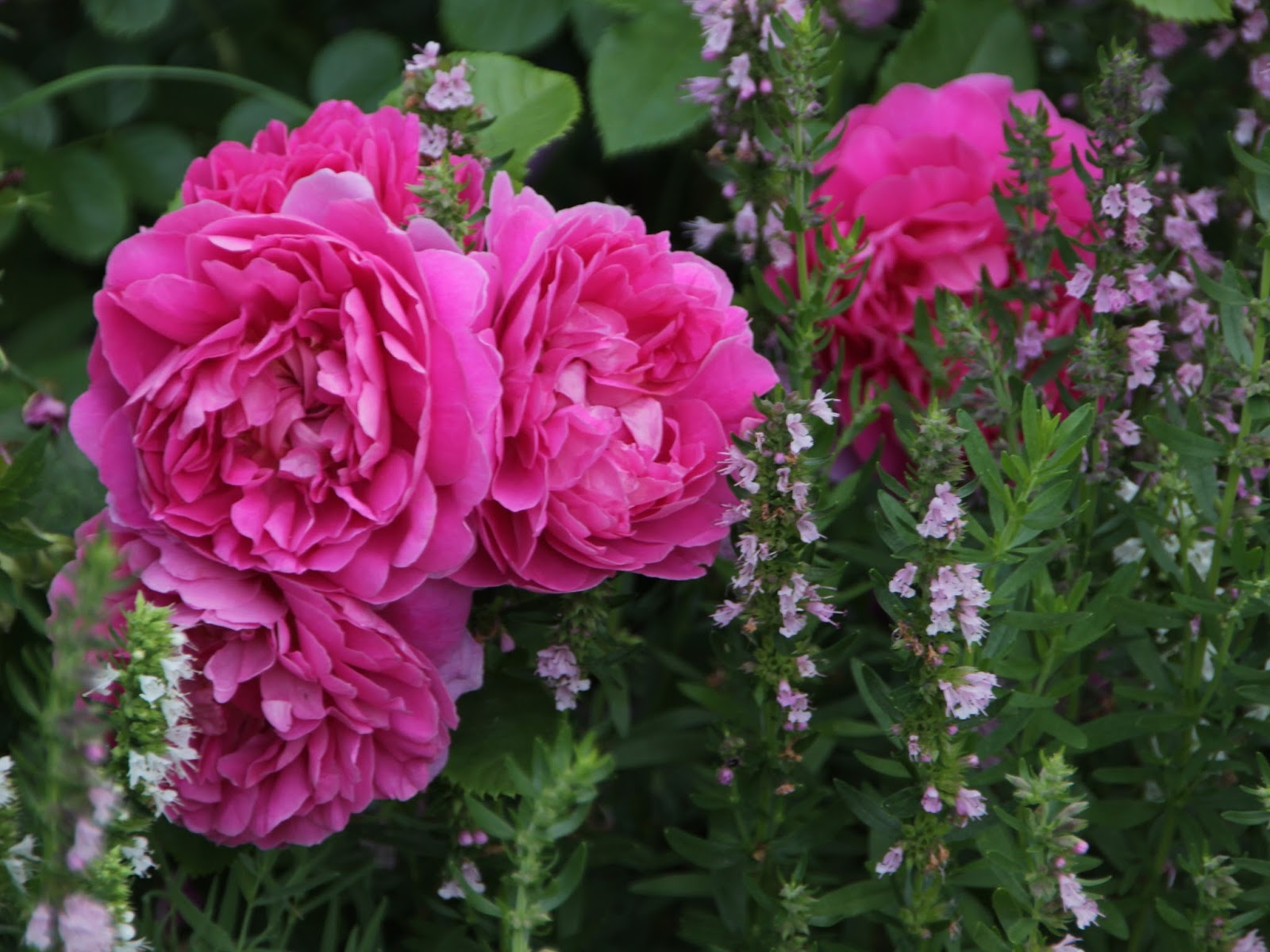 Torils garden: Princess Anne - a beautiful rose - which has become one ...