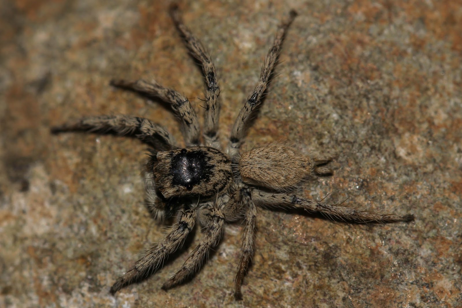 Biodiversity of Cyprus by NGO Protection of the Natural Heritage and ...