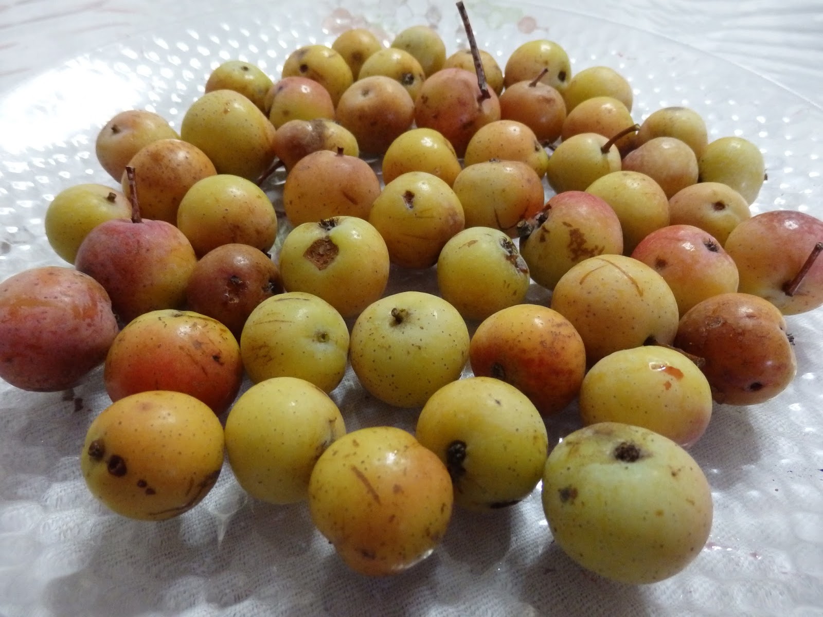 Μένουμε ... Δελβινάκι : Η Σουρβιά και τα...σούρβα