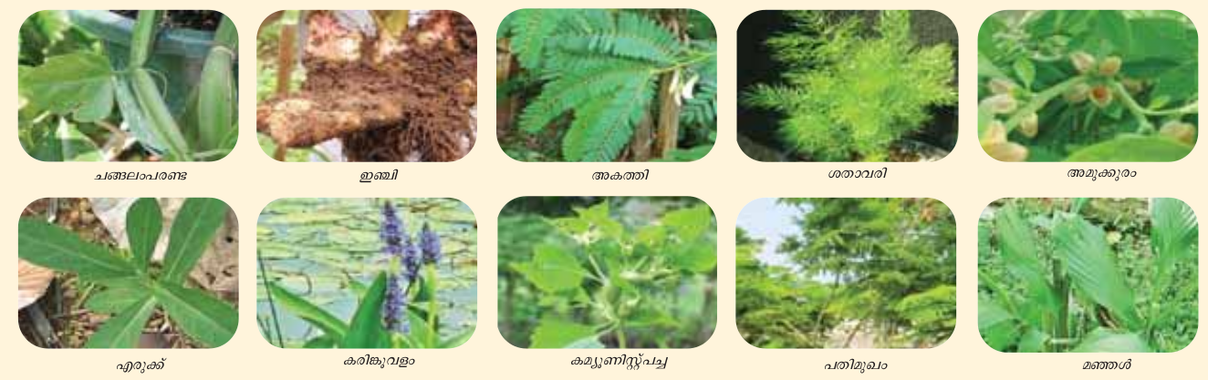 വീട്ടുവളപ്പിലെ ഡോക്ടർമാർ - Kerala UPSA Helper (UPSAH)