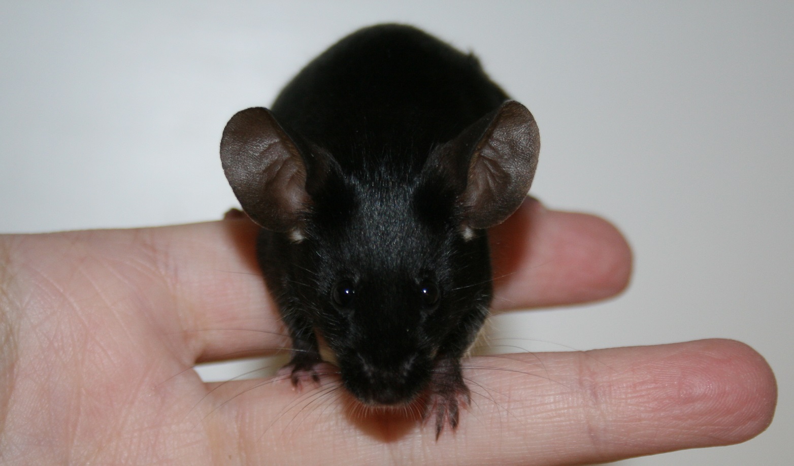 Seitan talttahampaat: Naaraat