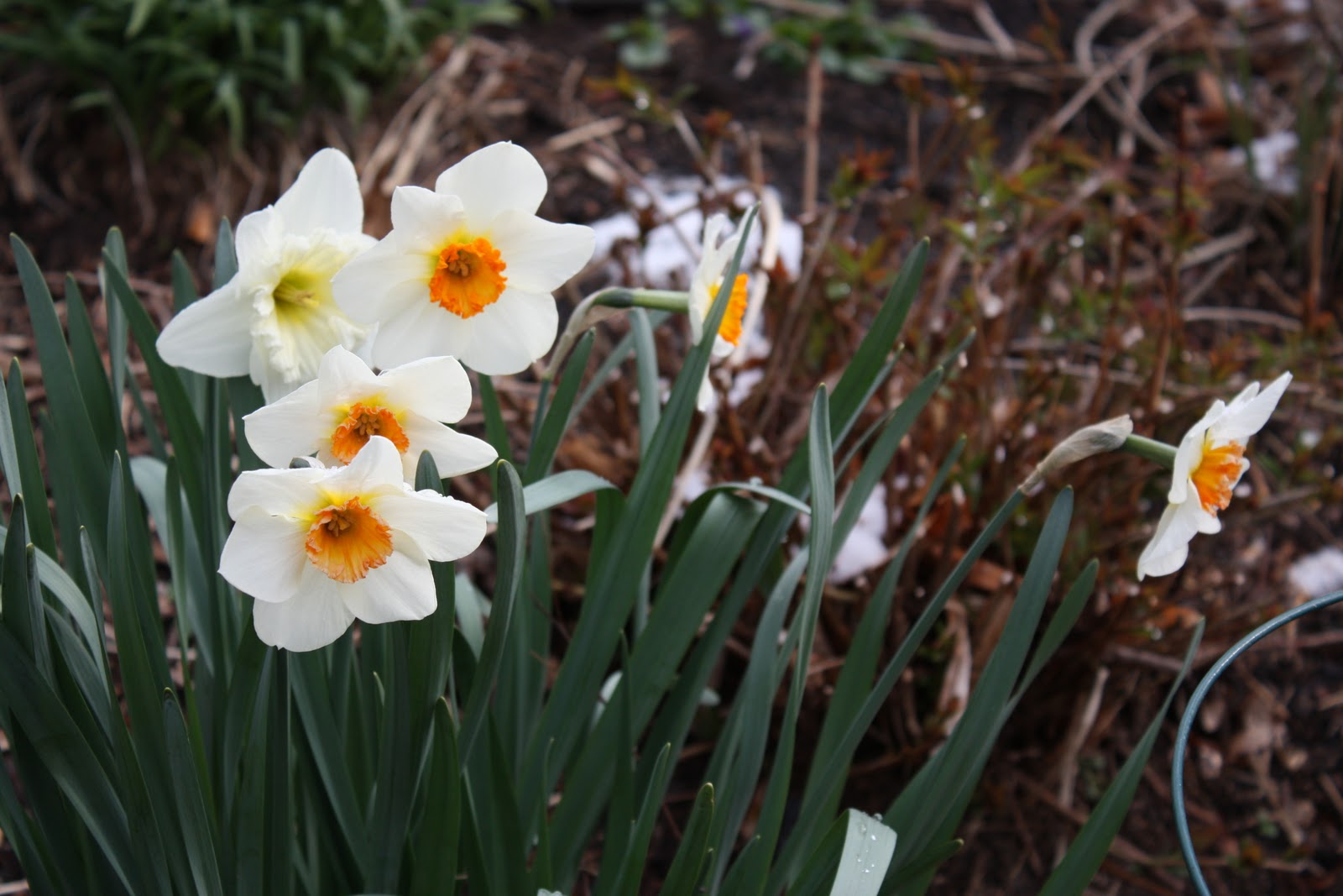 Pat's Addition: March 2011