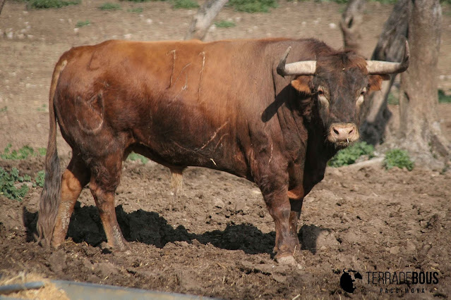PELAJES DEL TORO DE LIDIA: PINTAS COLORADAS