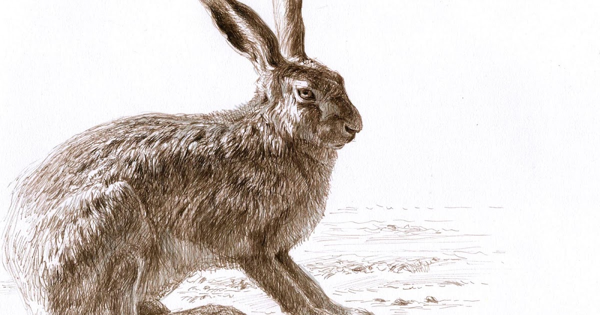 Eurasian hare study
