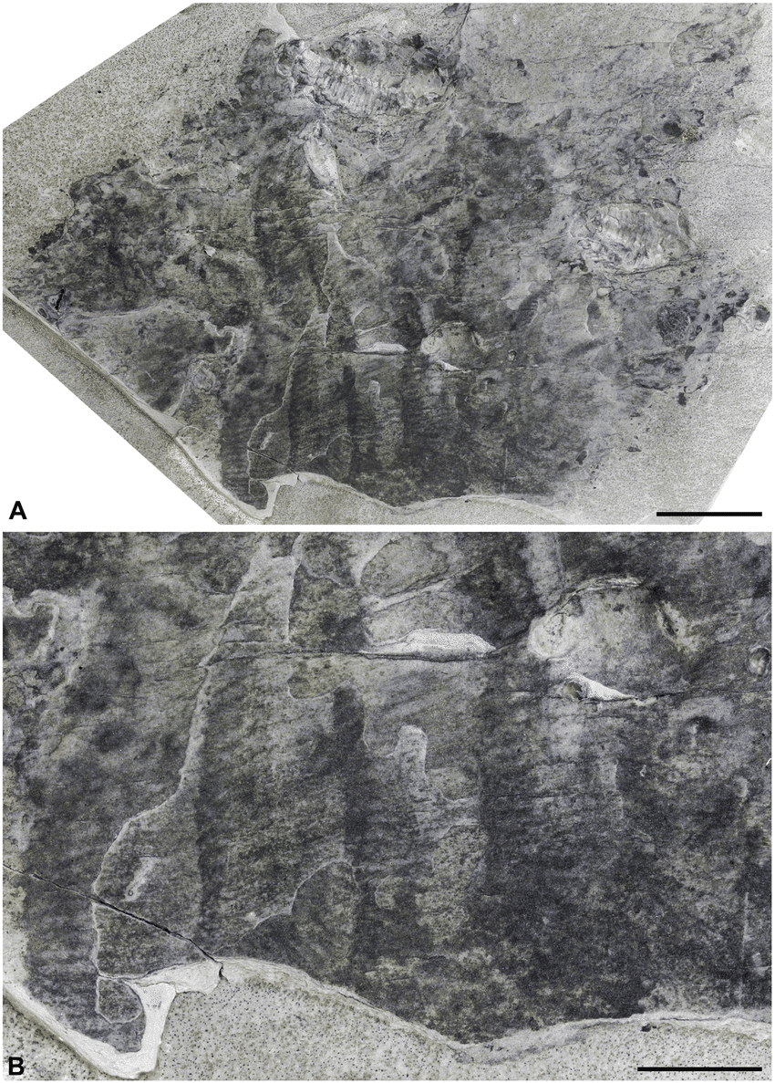 FOSSIL HUNTRESS: GUT TRILOBITE: TAGMOSIS IN AGLASPIDID ARTHROPODS