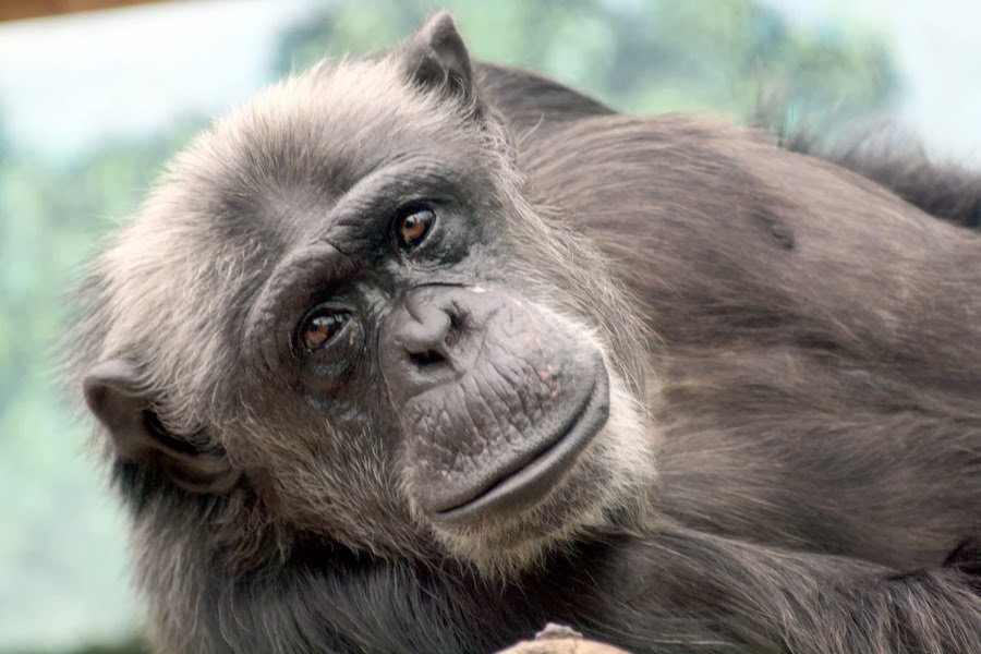 Animalia: Espécies: Chimpanzé