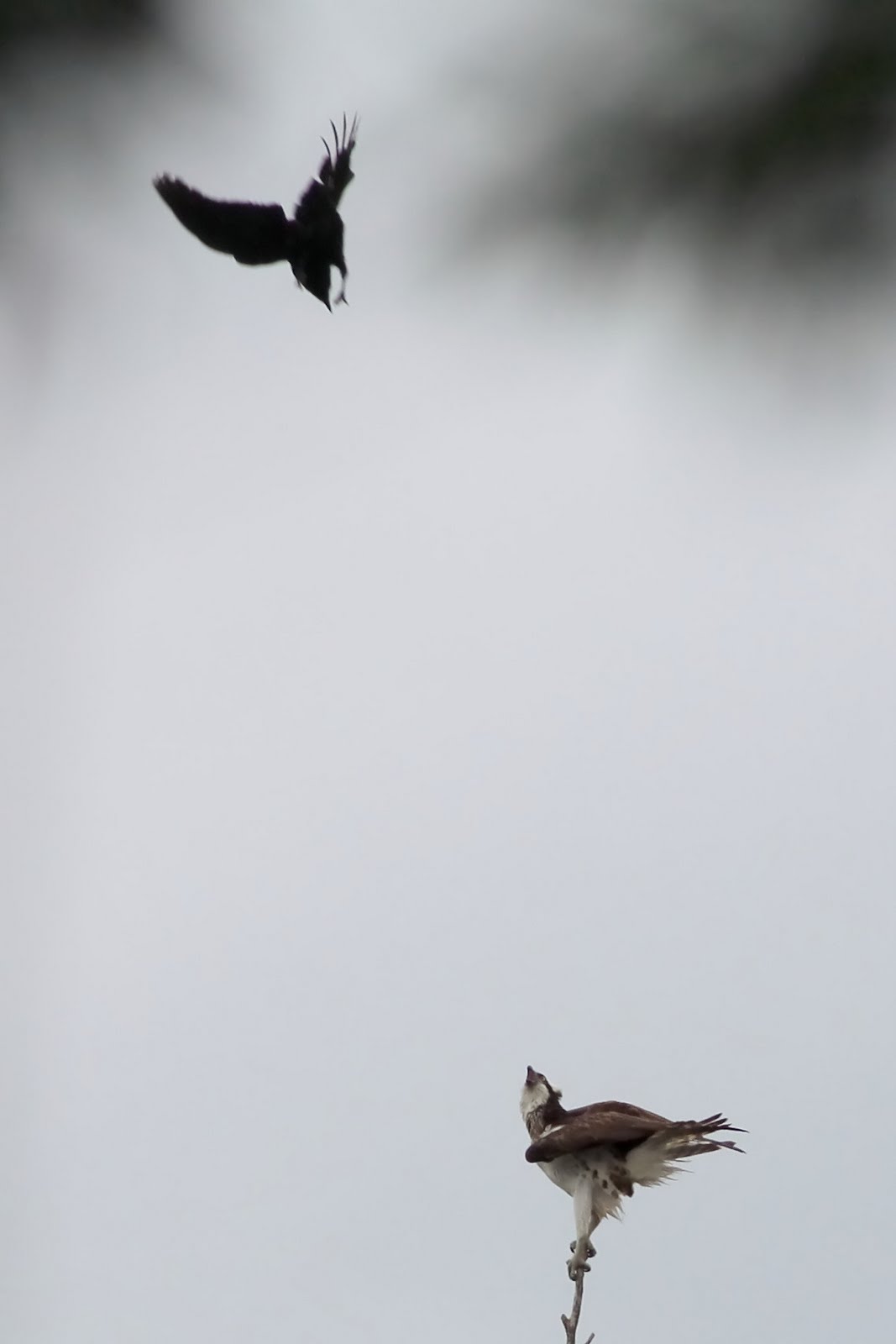 The world around me: Crow attack!