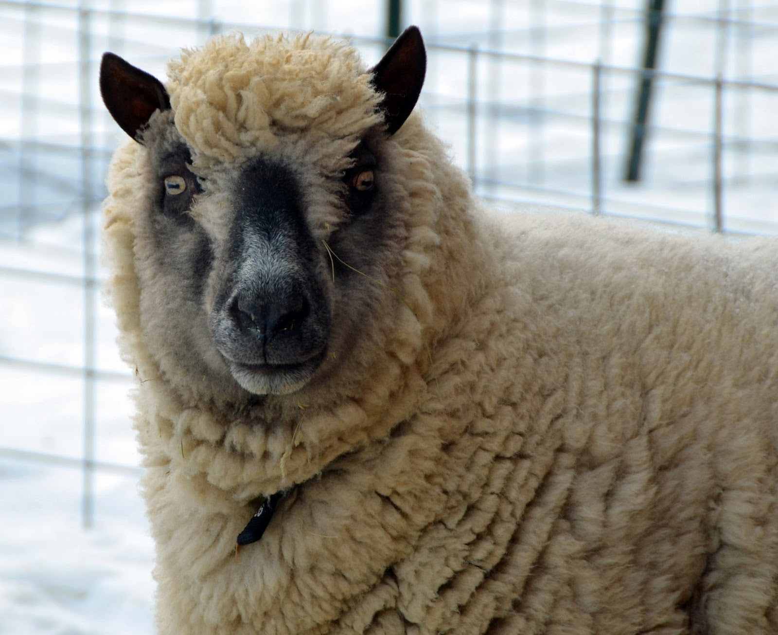 Butterscotch Farm: Breed Profile #5: Clun Forest Sheep