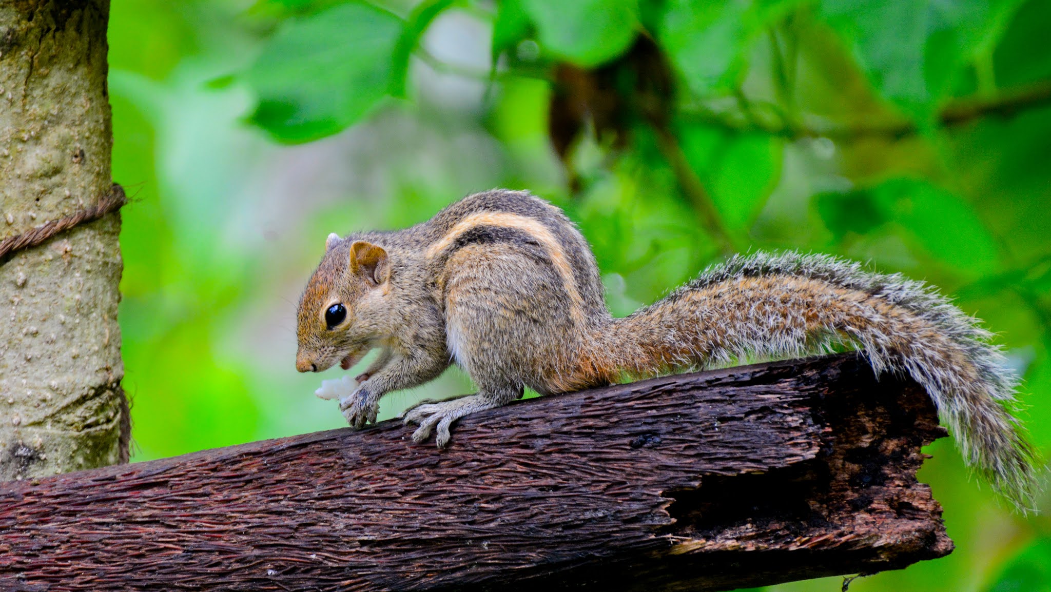Indian Palm Squirrel