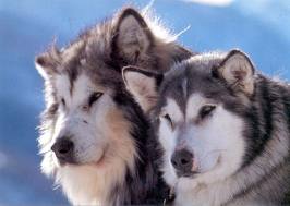 Such Good Dogs: Breed of the Month-- Alaskan Malamute