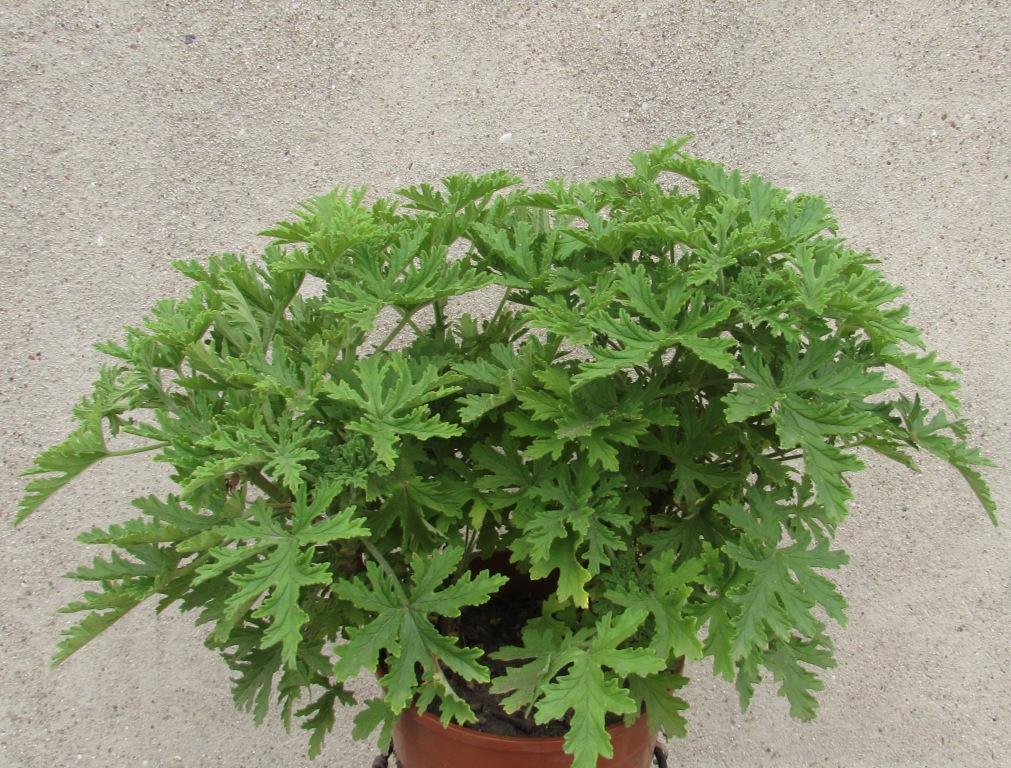 Pelargonium: Pelargonia szorstka,geranium,anginka