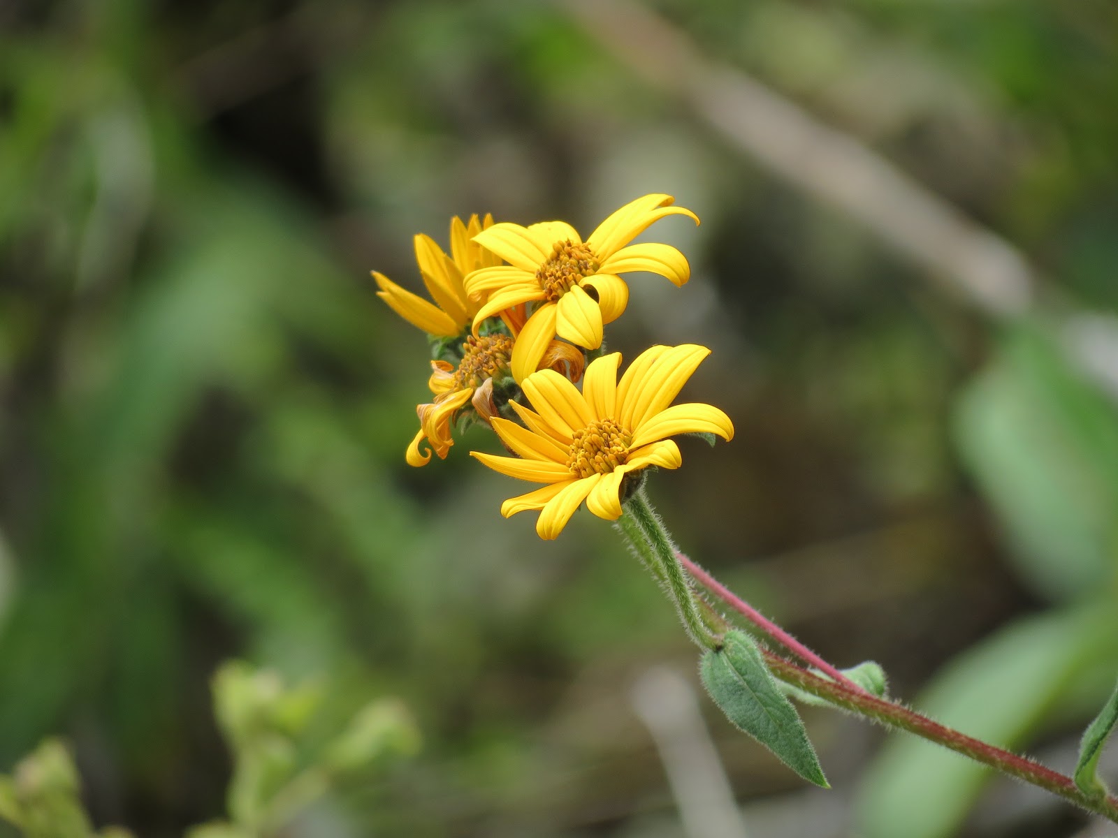 Mythistical: Flowers Of Peru