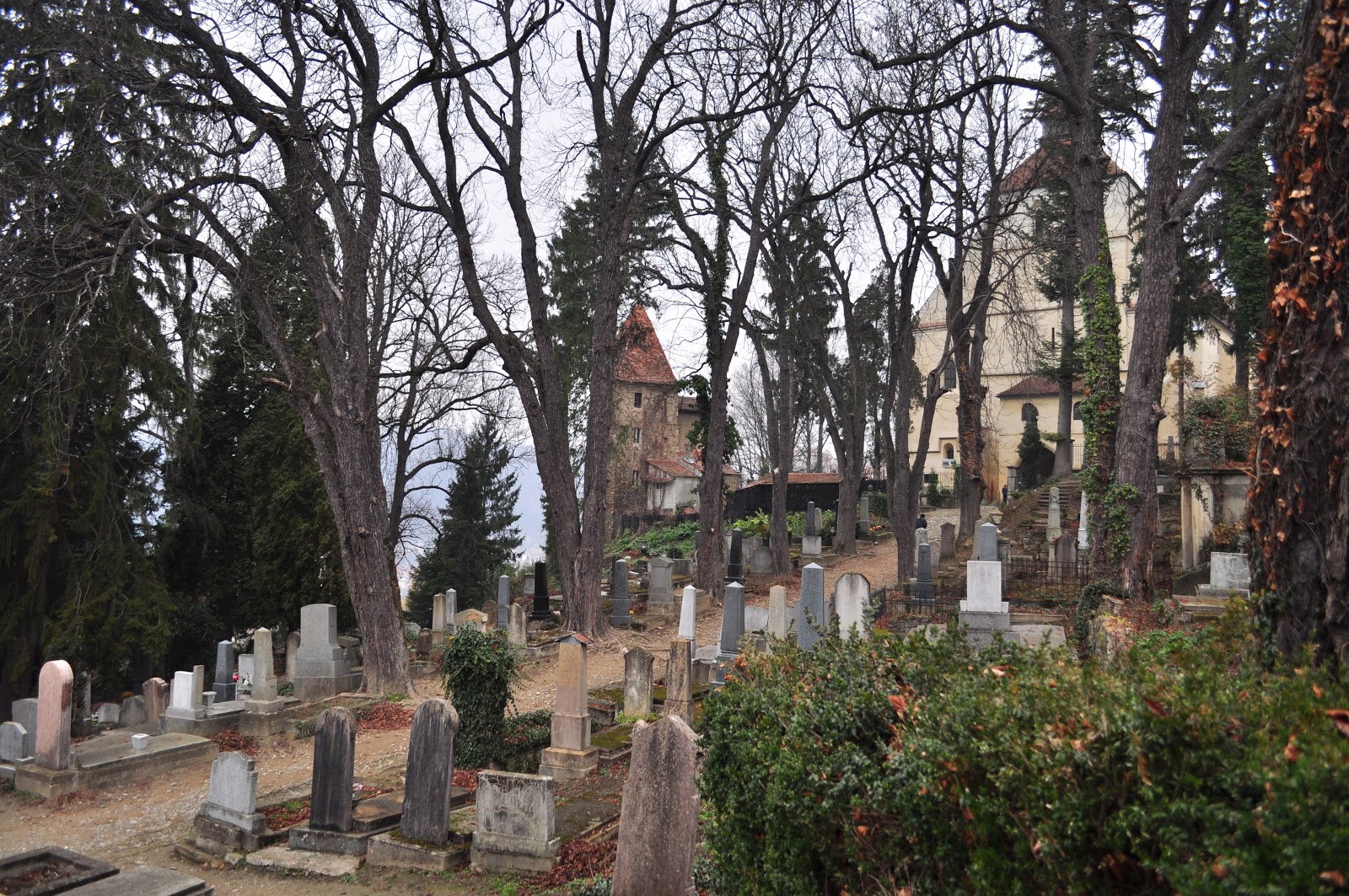 Poze, Natura, Animale, Plante, Romania, Valcea, Ionut Ungureanu