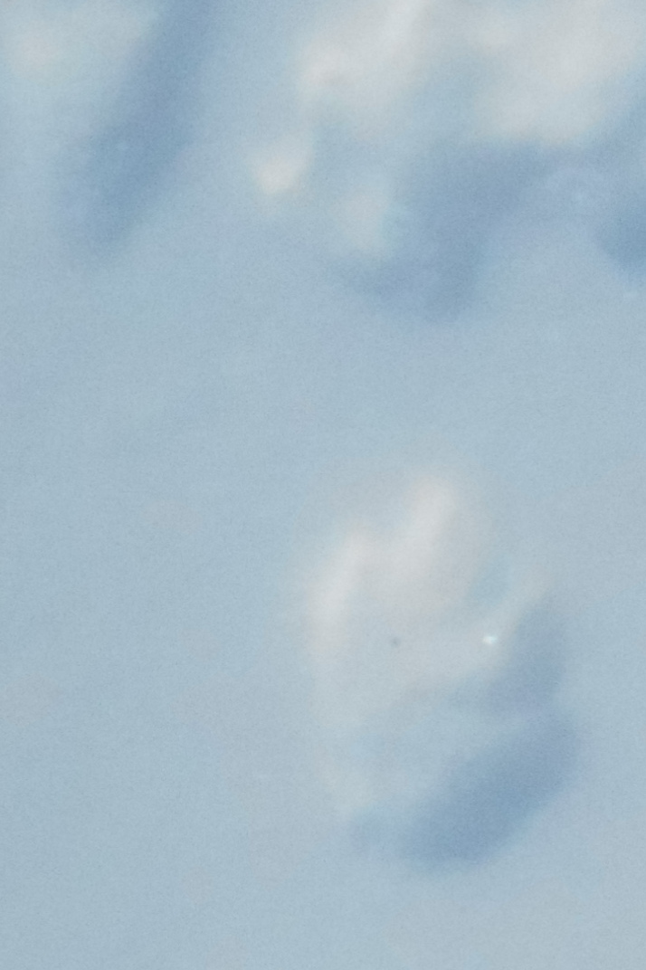 Backyard Beasts: Eastern cottontail tracks and trails...