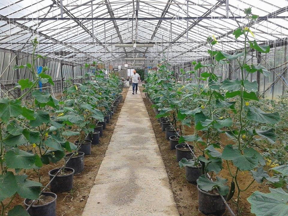 Εργαστήριο λαχανοκομίας ΑΤΕΙΘ | GEOPONIC Γεωπονικές συμβουλές ...