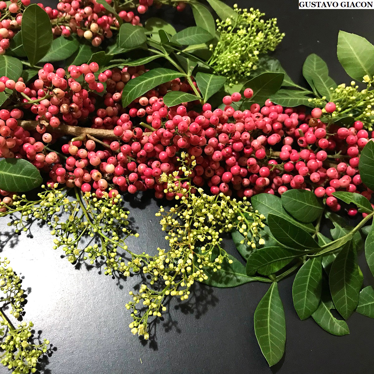 Viveiro Ciprest - Plantas Nativas e Exóticas: Pimenta Rosa ou Aroeira ...