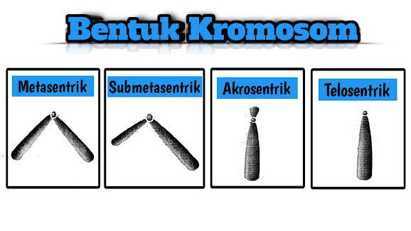 Materi Genetik ( Kromosom, DNA, Gen, RNA ) Biologi Kelas 12