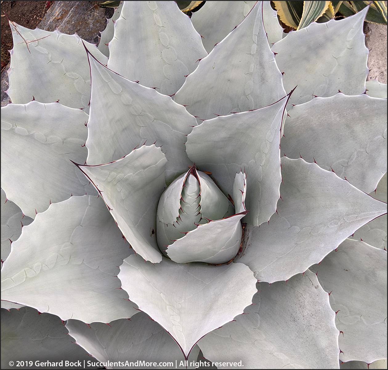 Superb succulent plantings at Plant Depot Nursery