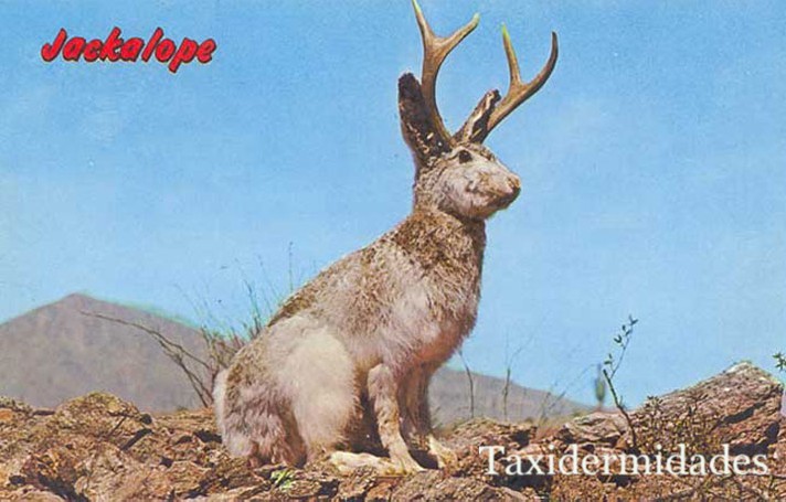 El "jackalope", "Wolpertinger" o lebrílope. | Taxidermidades