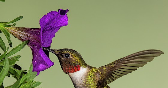 Hummingbird with Petunias | Matt Cuda Nature Photography Blog