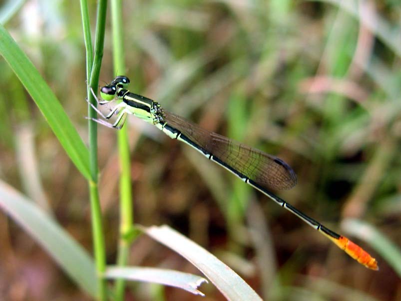 MUSUH ALAMI-PREDATOR: Maret 2011