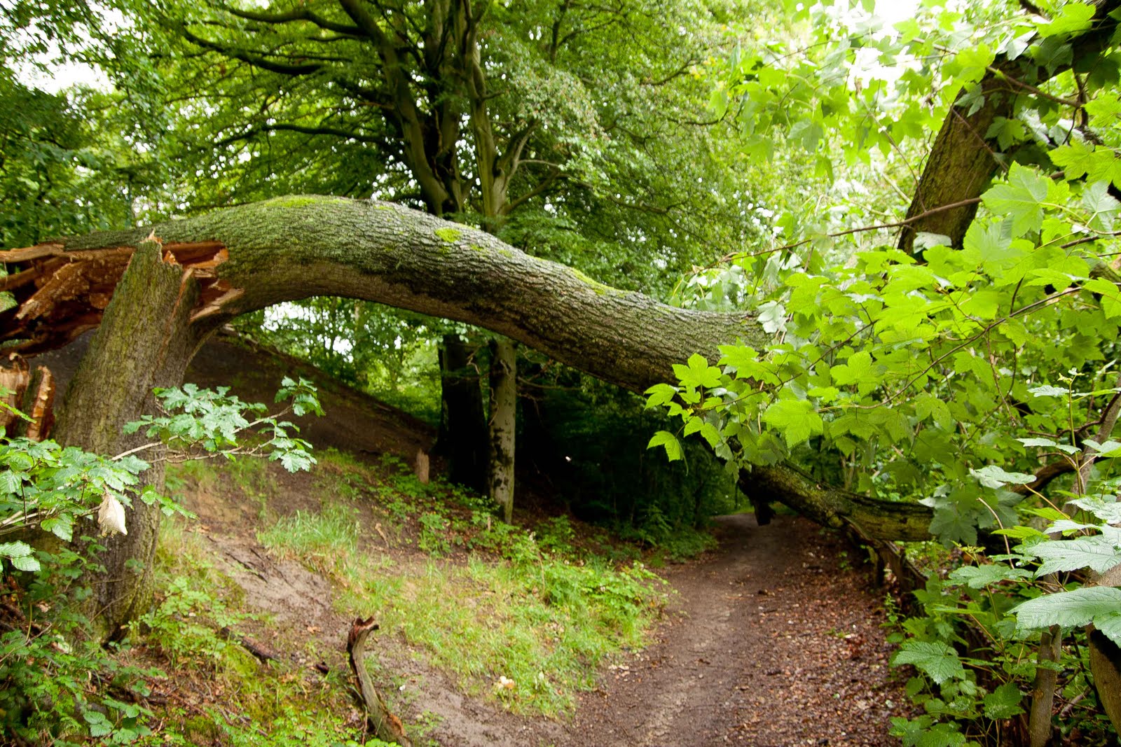 Tameside Citizen: Fallen tree in Hardy Wood (Denton Woods)