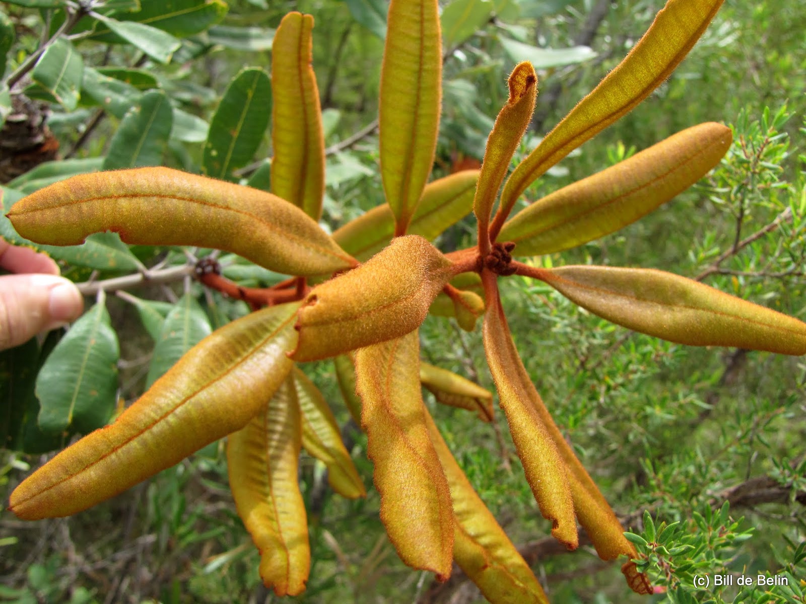 Sydney's Wildflowers and Native Plants: Banksia oblongifolia - Fern ...