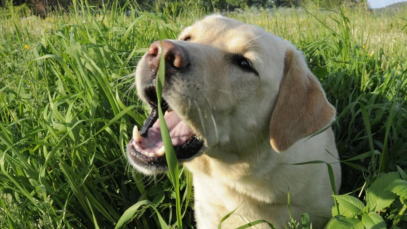 Why Do Dogs And Cats Eat Grass Fun Animals Wiki Videos Pictures why-do-dogs-and-cats-eat-grass-fun-animals-wiki-videos-pictures