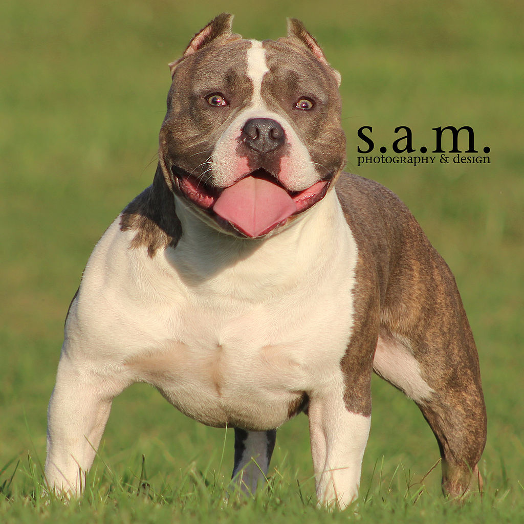 AMERICAN BULLY SP: American Bully Origem AMERICAN BULLY SP: American Bully Origem