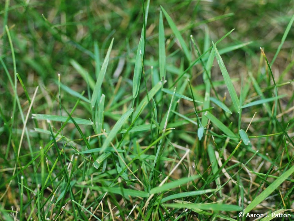 Purdue Turf Tips: Weed of the month for September 2013 is Nimblewill
