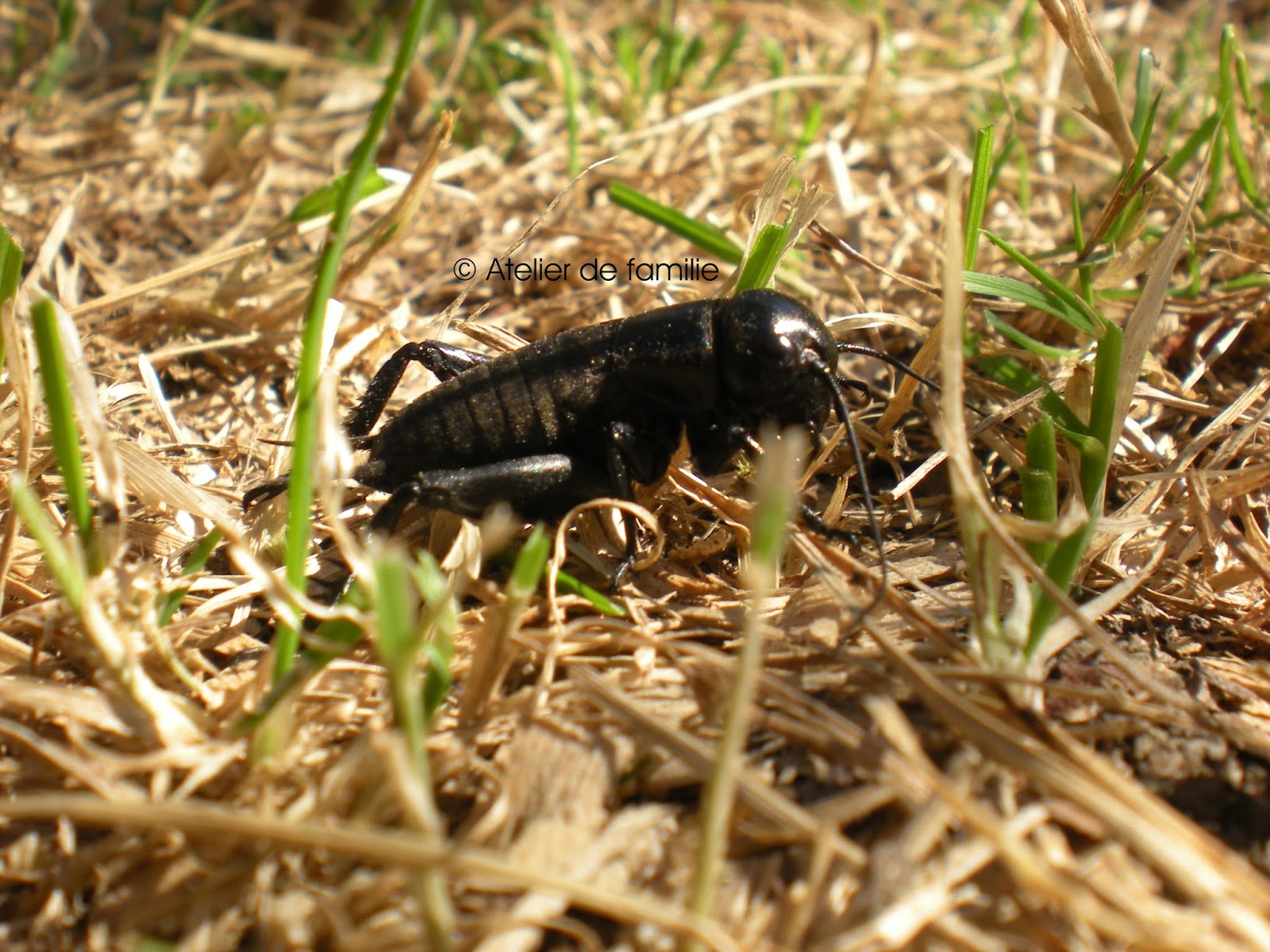 Balada unui greier... ~ Atelier de familie