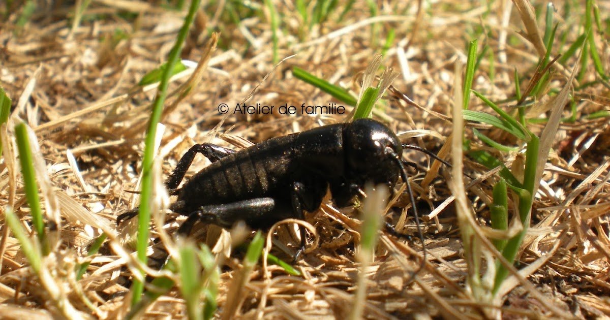Balada unui greier... ~ Atelier de familie