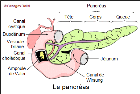 Anatomie et physiologie digestives | Récap' IDE