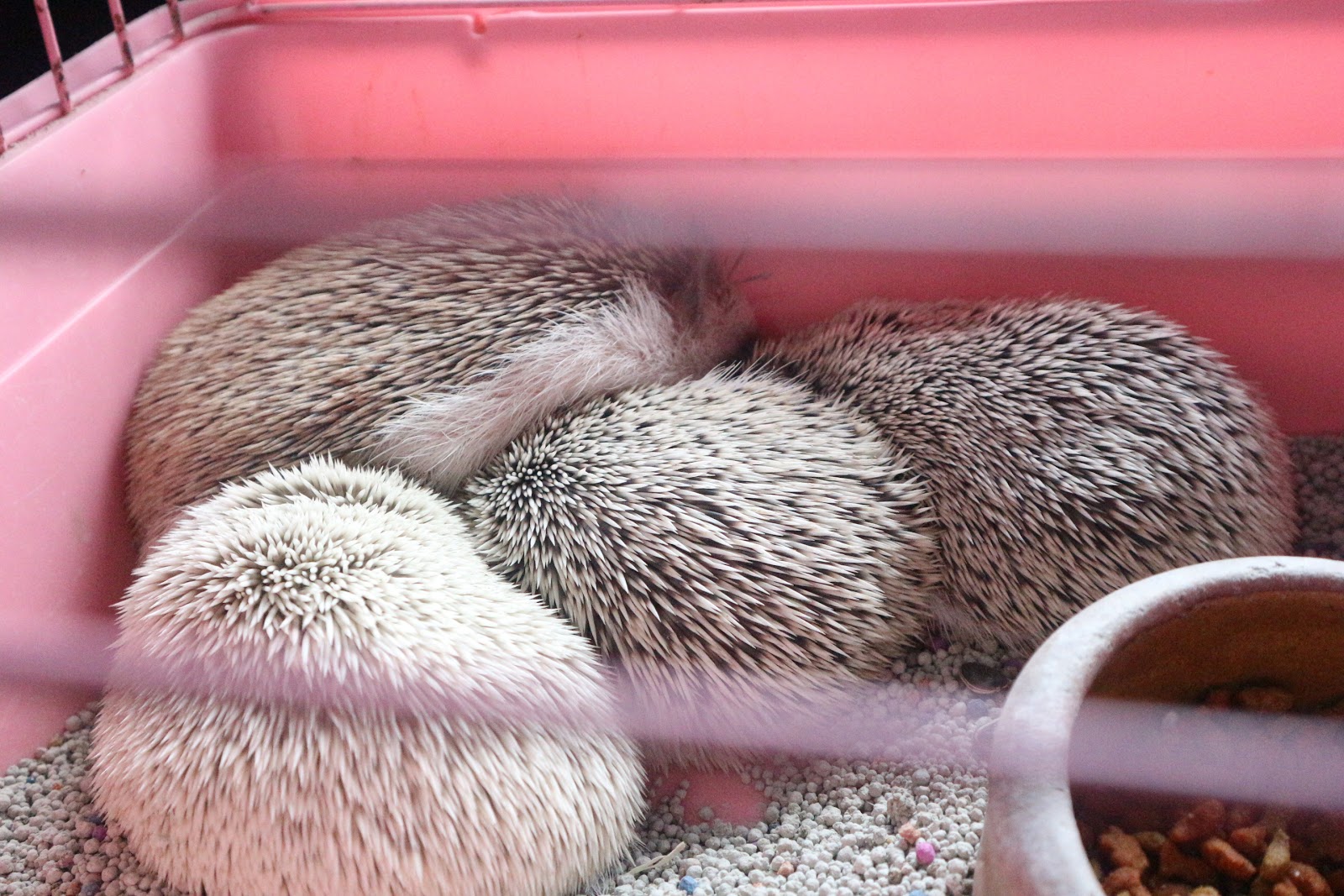 Beramah-Mesra Dengan Haiwan Di G2G Animal Garden, MAEPS | Dorsett Pink