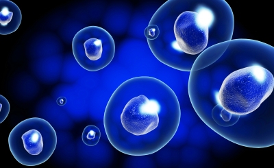 Taula de les parts de les cèl·lules eucariotes amb les seves funcions