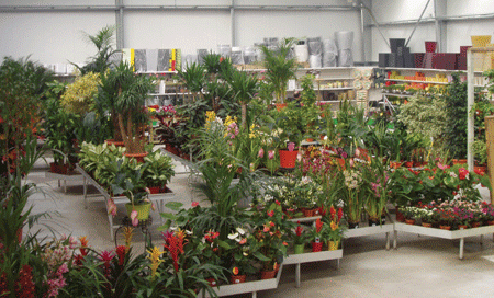VIVEROS: PLANTAS ORNAMENTALES