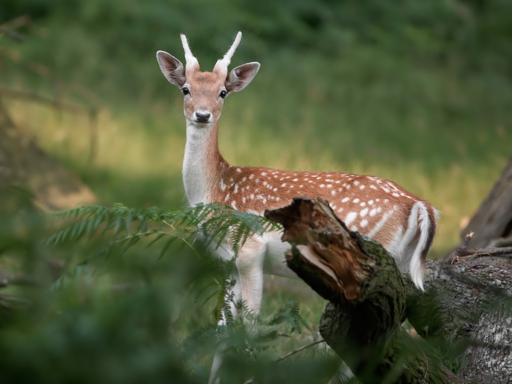 60 Gambar Rusa Cantik Berukuran Besar