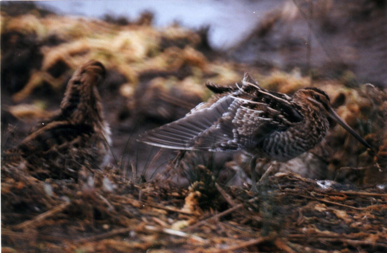 Travels with birds: Looking back - The first Western Palearctic Wilson ...