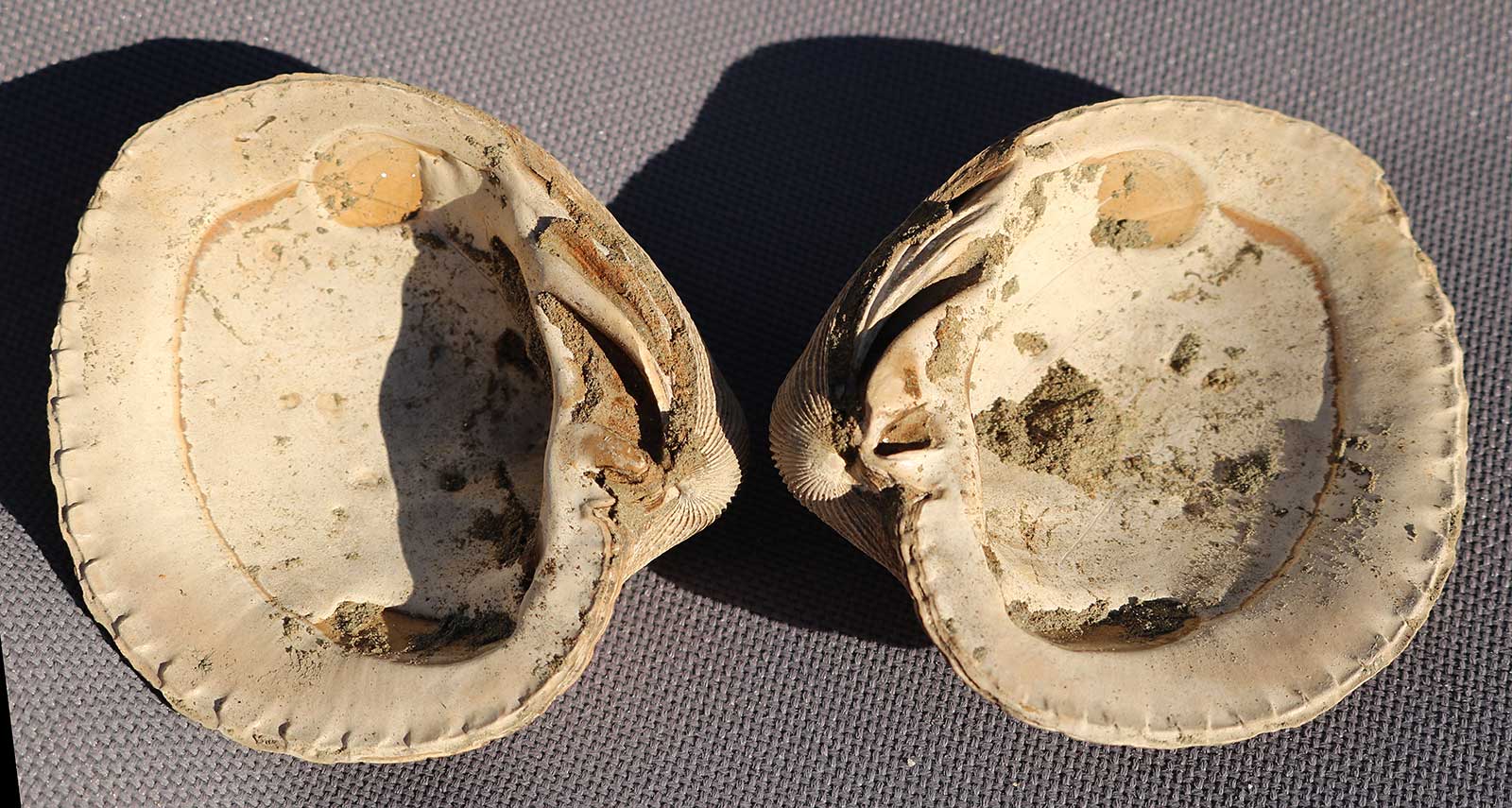 Louisville Fossils and Beyond: Venericardia planicosta Pelecypod Fossil